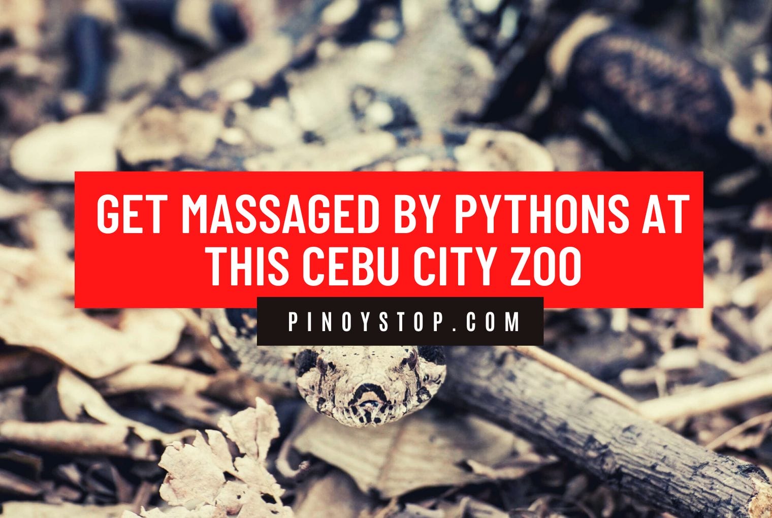 Watch: Get Massaged By Pythons At This Cebu City Zoo • PINOYSTOP